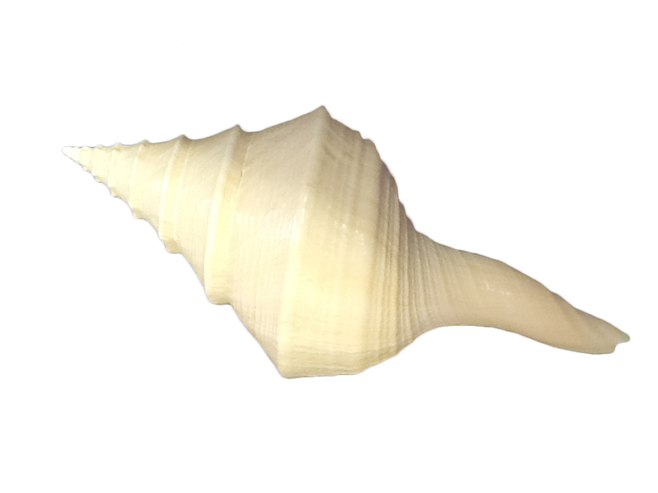Large Conch Shell | Coastal Living | Boutique furniture in Newport ...